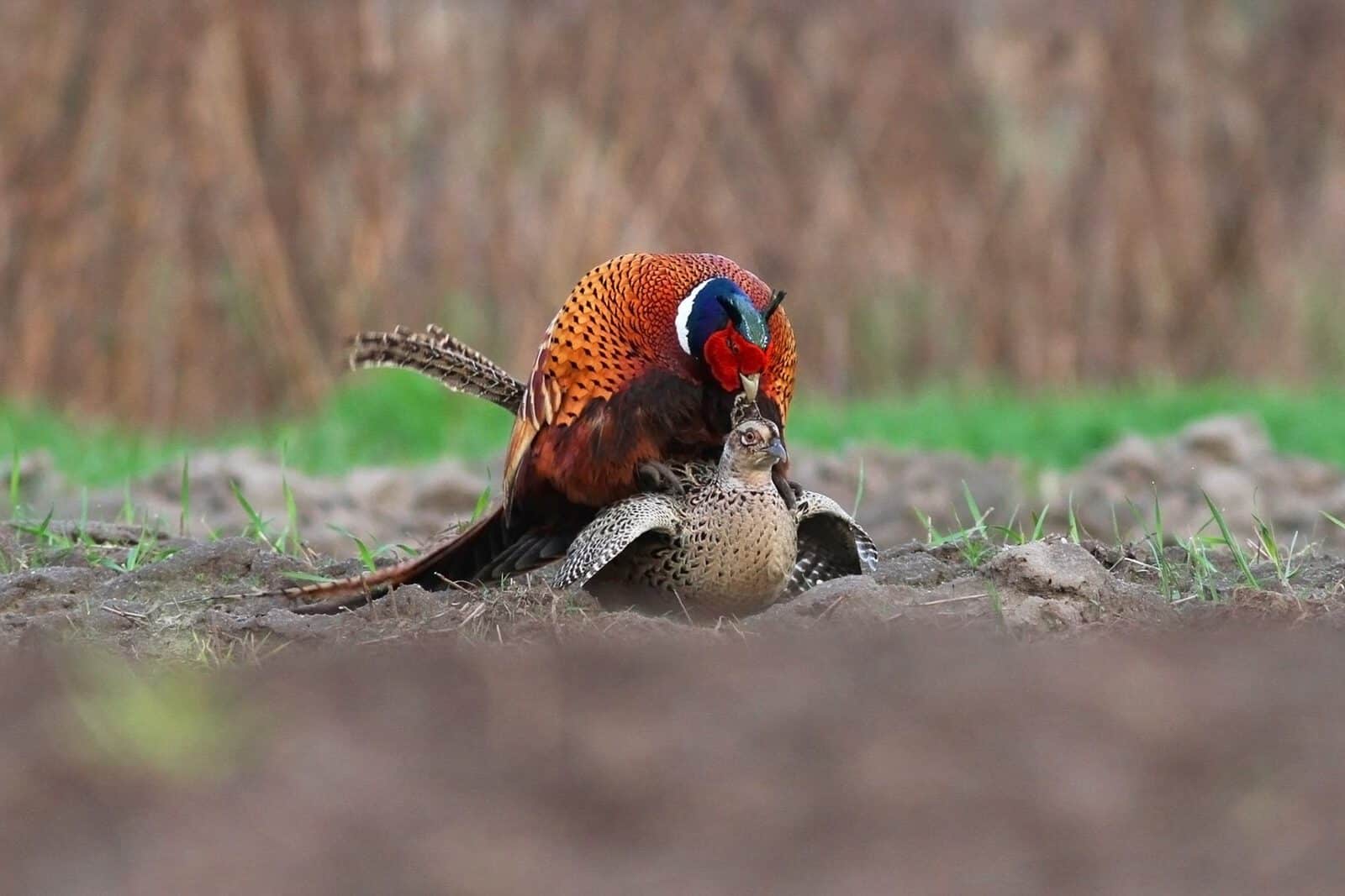 Bażant | Phasianus colchicus | Niech Żyją!