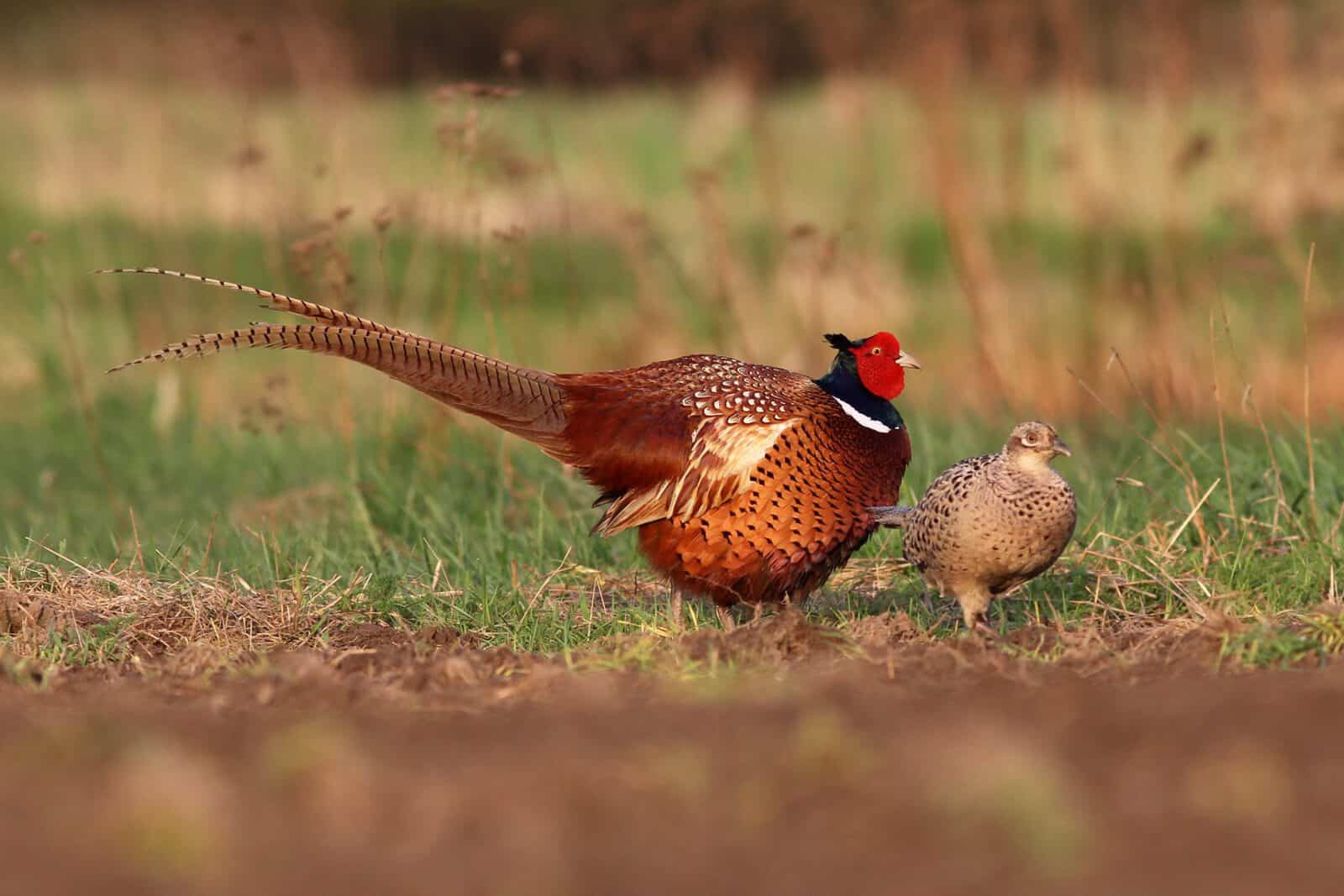 Bażant | Phasianus colchicus | Niech Żyją!
