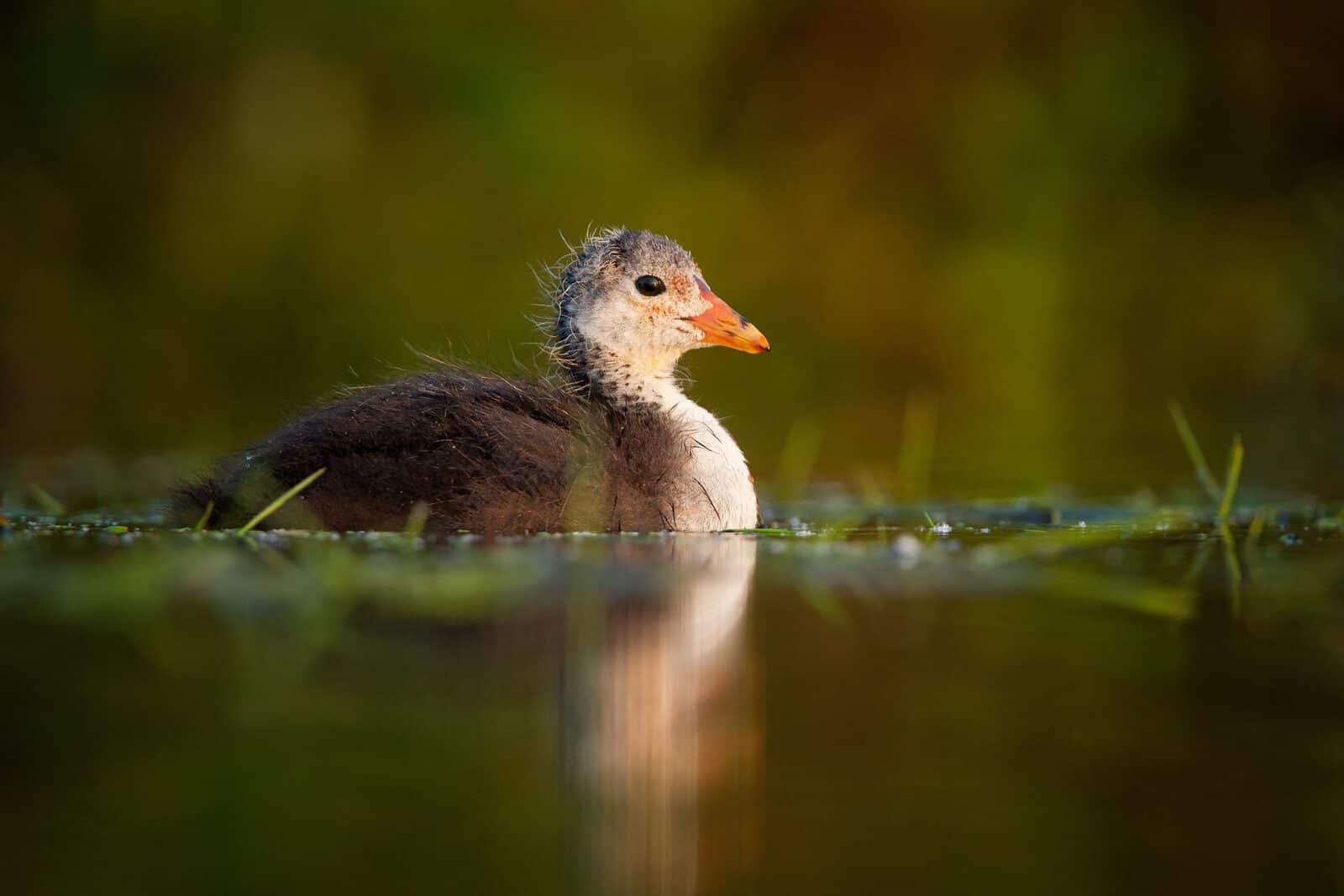 Łyska | Fulica atra | Niech Żyją!